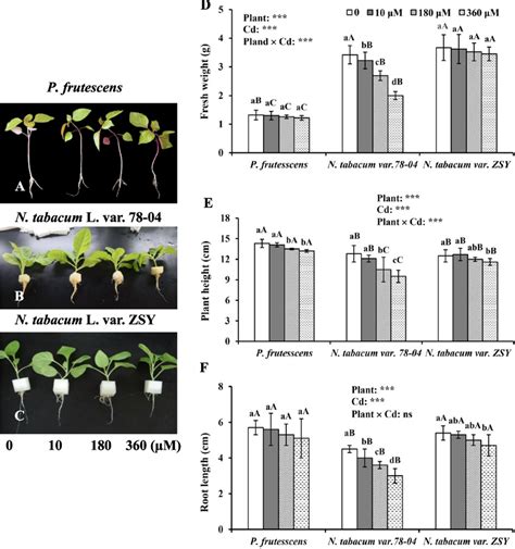 The Growth Traits Of Seedlings Exposed To Different Cd Concentrations