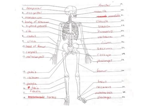Skeletal System General Flashcards Quizlet