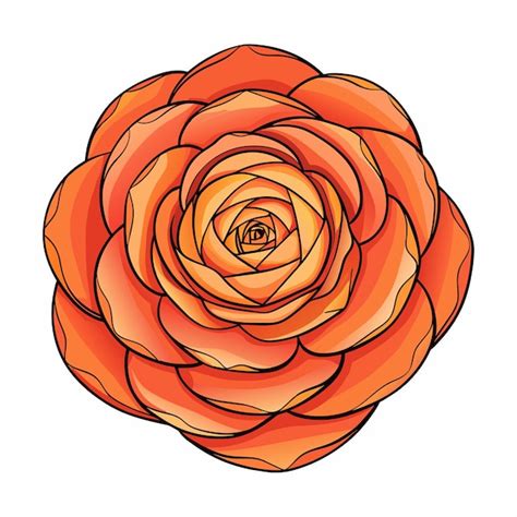 Ranunculus 만화 스타일 아이콘 터 클리파트 일러스트레이션 프리미엄 벡터