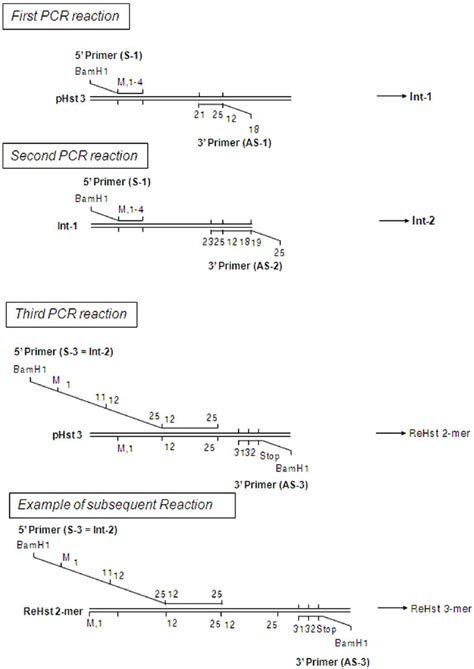 Pcr Reactions Using Splice Overlap Extension To Generate Recombinant Download Scientific
