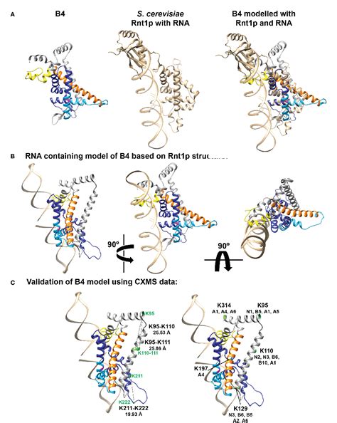 Figure 5 From Deep Mutational Scanning Of The Rnase Iii Like Domain In Trypanosoma Brucei Rna