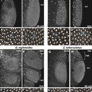 Sex Brush Morphology In Distantly Related Species A C E G I K Download Scientific