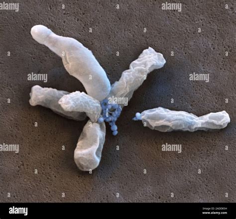 Phototrophic Iron Oxidizing Bacteria And Magnetite Coloured Scanning Electron Micrograph Sem