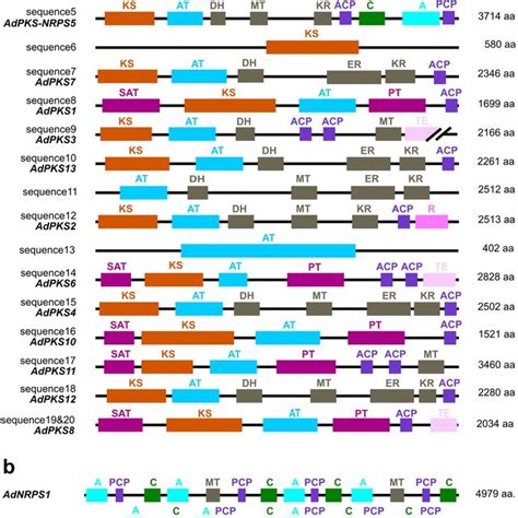 Domain Organization Of The Pks Pks Nrps Hybrid And Nrps Proteins Download Scientific Diagram