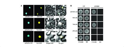 Subcellular Localization Of Proteins Encoded By Three Isoforms And