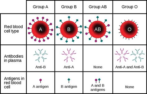 What Is The Difference Between Antigen A And Antigen B Pediaa Com