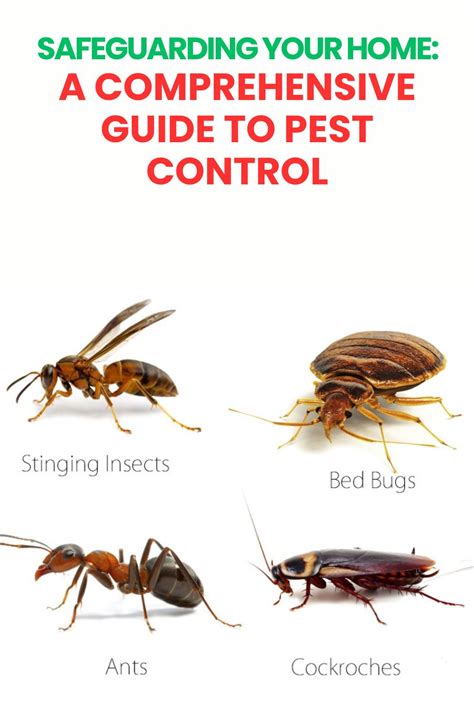 Safeguarding Your Home A Comprehensive Guide To Pest Control Bluehomediy