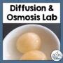 Osmosis Egg Lab Experiment Suburban Science Osmosis Egg Lab Experiment Suburban Science