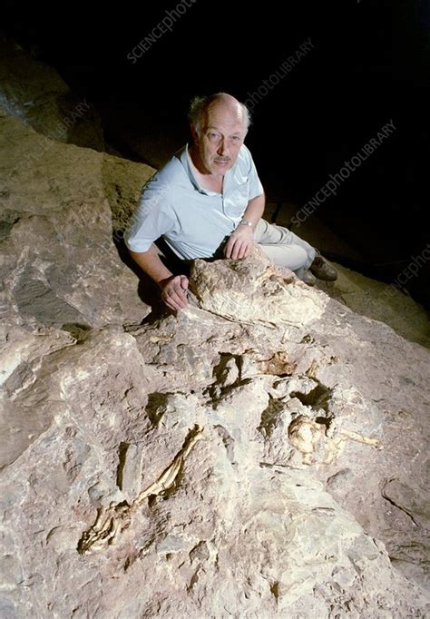 Australopithecus Hominid Remains Stock Image C007 2640 Science Photo Library