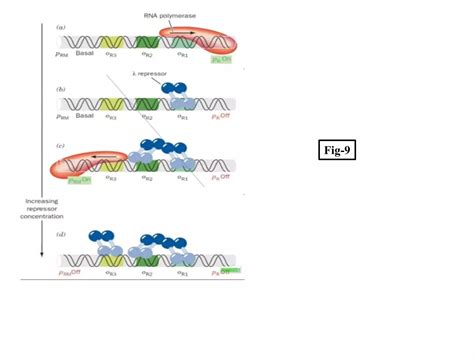Structure Genome Organisation Gene Regulation Of Lambda Phage PPTX