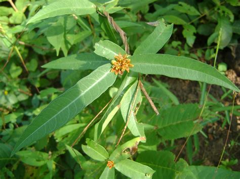 Hemidesmus Indicus Eflora Of India
