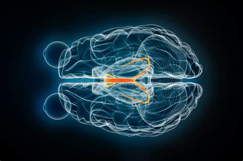 Fornix X Ray Superior Or Top View 3d Rendering Illustration Human