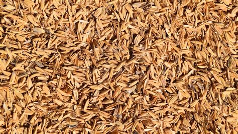 How And Why To Use Rice Hulls In The Garden