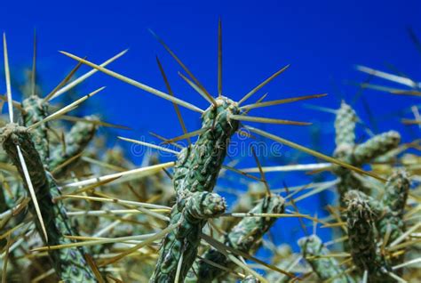 Branched Pencil Cholla Cylindropuntia Ramosissima Segmented Stem Of A Cactus With Long