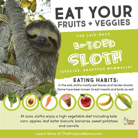Sloth Eating
