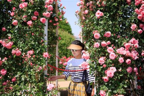 곡성 섬진강 기차마을 세계 장미축제 5월 전남 축제 가볼만한곳 네이버 블로그