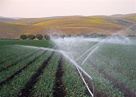 Irrigating With Saline Or Seawater Cid Bio Science
