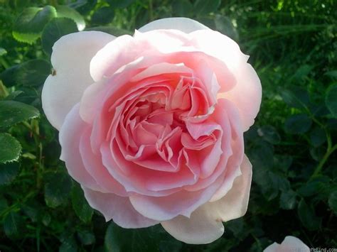 Pin On Rose Garden Dreams