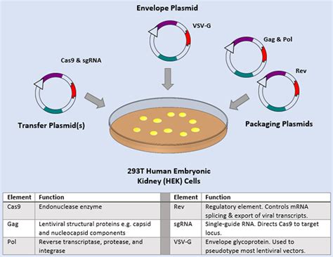 Apa Perbedaan Antara Transgenesis Dan Pemuliaan Selektif Prodiffs