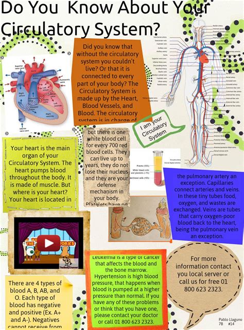 The Circulatory System Science Educational School Posters