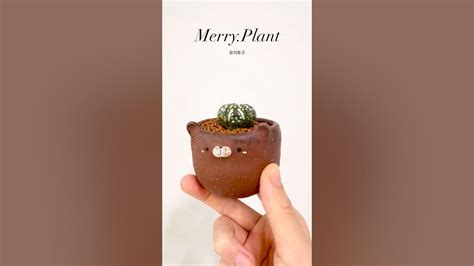 유리투구 선인장 Youtube