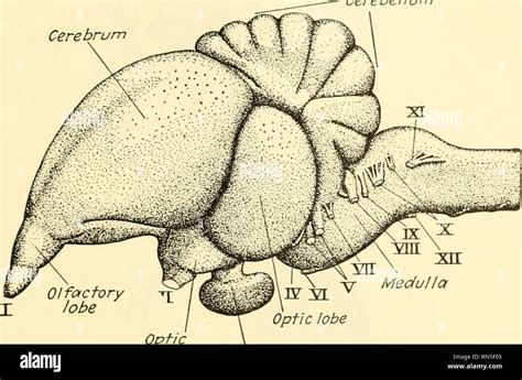 Bird Urinary System