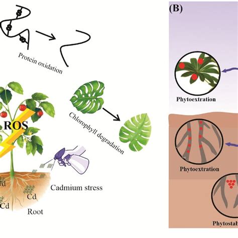 Cadmium Sources And Bioavailability In The Environment The Main