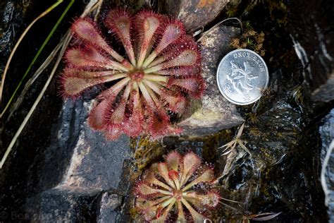 Wild Drosera Oblanceolata Hong Kong Flytrapcare Forums