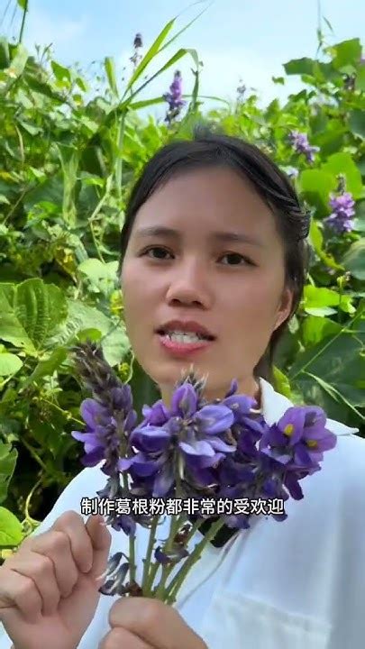 只有十几天花期的葛根花，李白遇见可能都写不出诗来！你知道为什么吗？大自然的馈赠 葛根花 粉葛 柴葛 葛根虫 Youtube