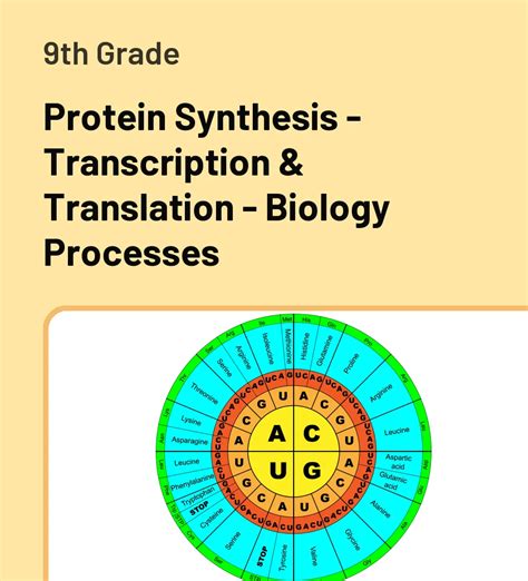 Use A Codon Table To Transcribe And Translate Dna Sequences Quizzes 9th Grade Science