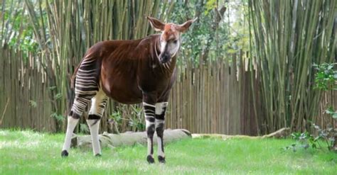 Okapi Vs Giraffe What Are Their Differences A Z Animals