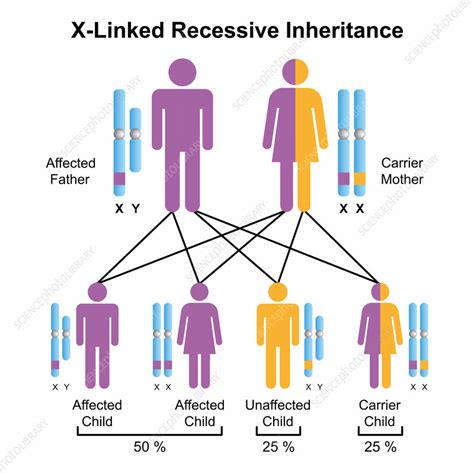 x linked recessive inheritance illustration stock image f042 8155