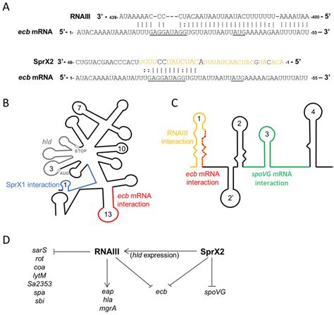 Sprx2 And Rnaiii Repress Ecb Expression In Staphylococcus Aureus A Download Scientific