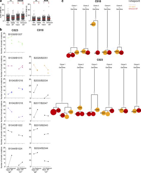 Antibody Gene Somatic Hypermutations Analysis And Phylogenetic Trees Download Scientific