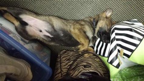 Buy Pro Pectalin Anti Diarrheal Tablets For Dogs And Cats Available Now