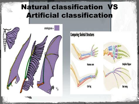 Ppt Classification And Phylogeny Powerpoint Presentation Free