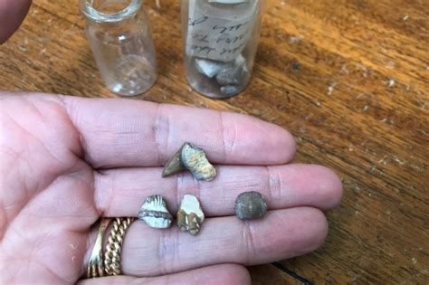 Kansas Is A Fossil Hunter S Paradisehere S How And Where To Explore It Roadtrippers