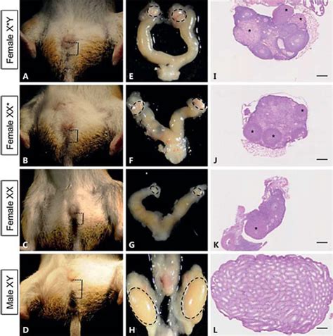 Complete Sex Reversed Phenotype Of X Y M Minutoides Mice A D External Download Scientific