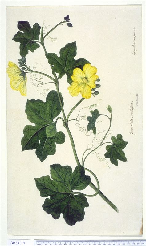 Luffa cylindrica (L.) M. Roemer