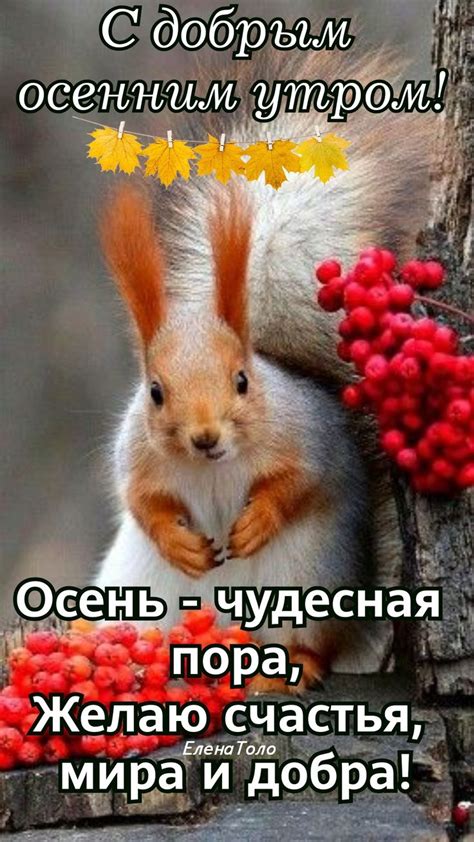 С добрым осенним утречком 04092022🍂🐿️🍁💖 Фотография юмор Доброе