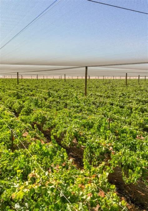 Orchard Netting Netting Supplied And Installed