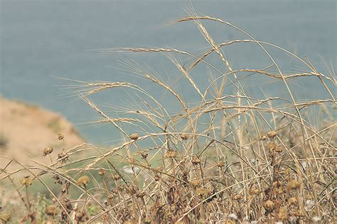 Wheat Stem Rust Resistance Found In Wild Grass The Western Producer