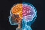 Study Confirms Early Brain Differences Between Sexes Neuroscience News