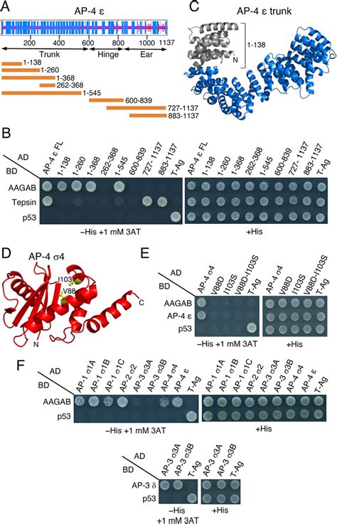 Determinants Of Ap 4 ε And σ4 Interactions With Aagab Α Consensus Download Scientific