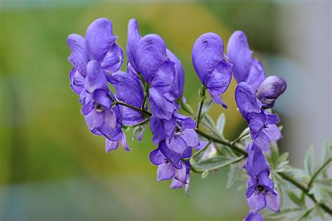 Aconitum napellus / Аконит клобучковый / Борец синий / Прострел-трава ...