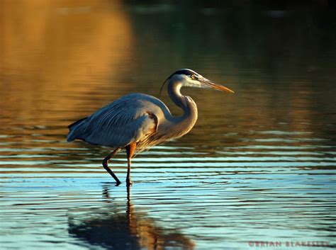 Great Blue Heron Gilbert Riparian Preserve Gilbert Az Usa Blue