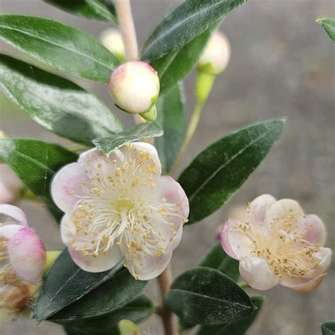 Myrtus Communis Myrtus Communis Beth Chattos Plants And Gardens