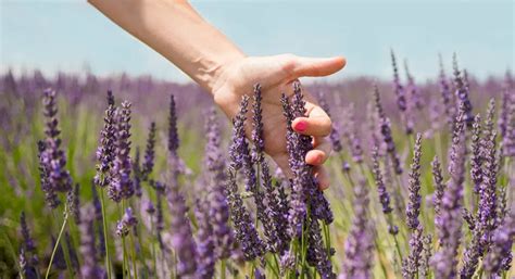 Lavender Its Types And Medicinal Properties Food Hyme