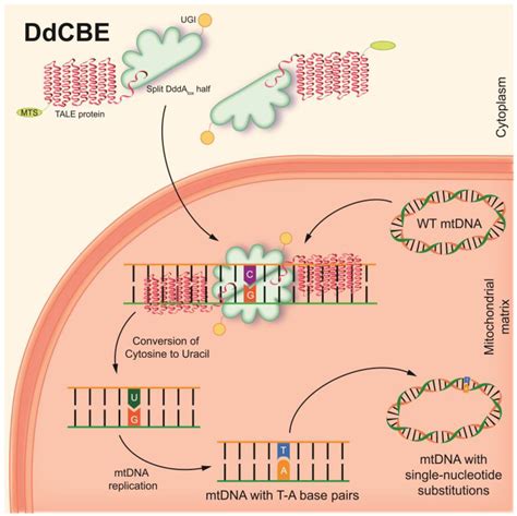 The Basic Principle Of Ddcbes The Two Inactive Halves Of The Ddcbe