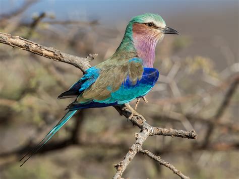 Lilac Breasted Roller Ebird Australia